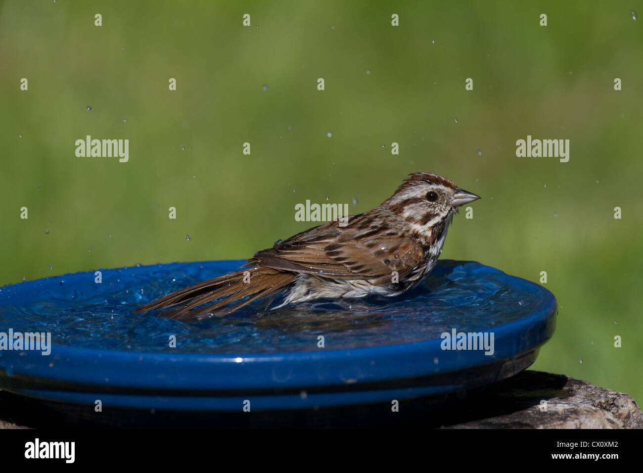 Native american bird singer hi-res stock photography and images - Alamy