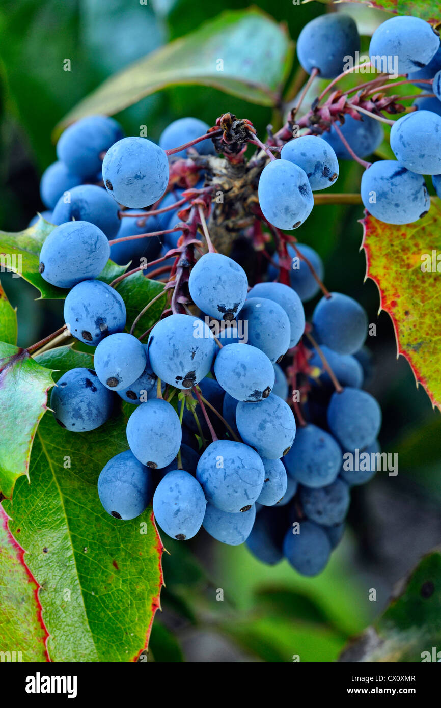 Oregon grape (Mahonia aquifolium, Berberidaceae), Revelstoke, British ...