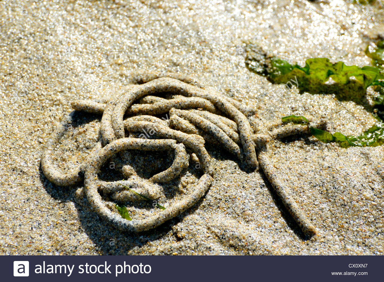 Worm Cast Beach High Resolution Stock Photography and Images - Alamy