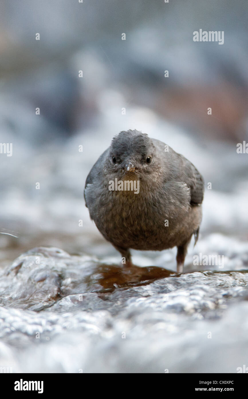American Dipper in Stream Stock Photo - Alamy