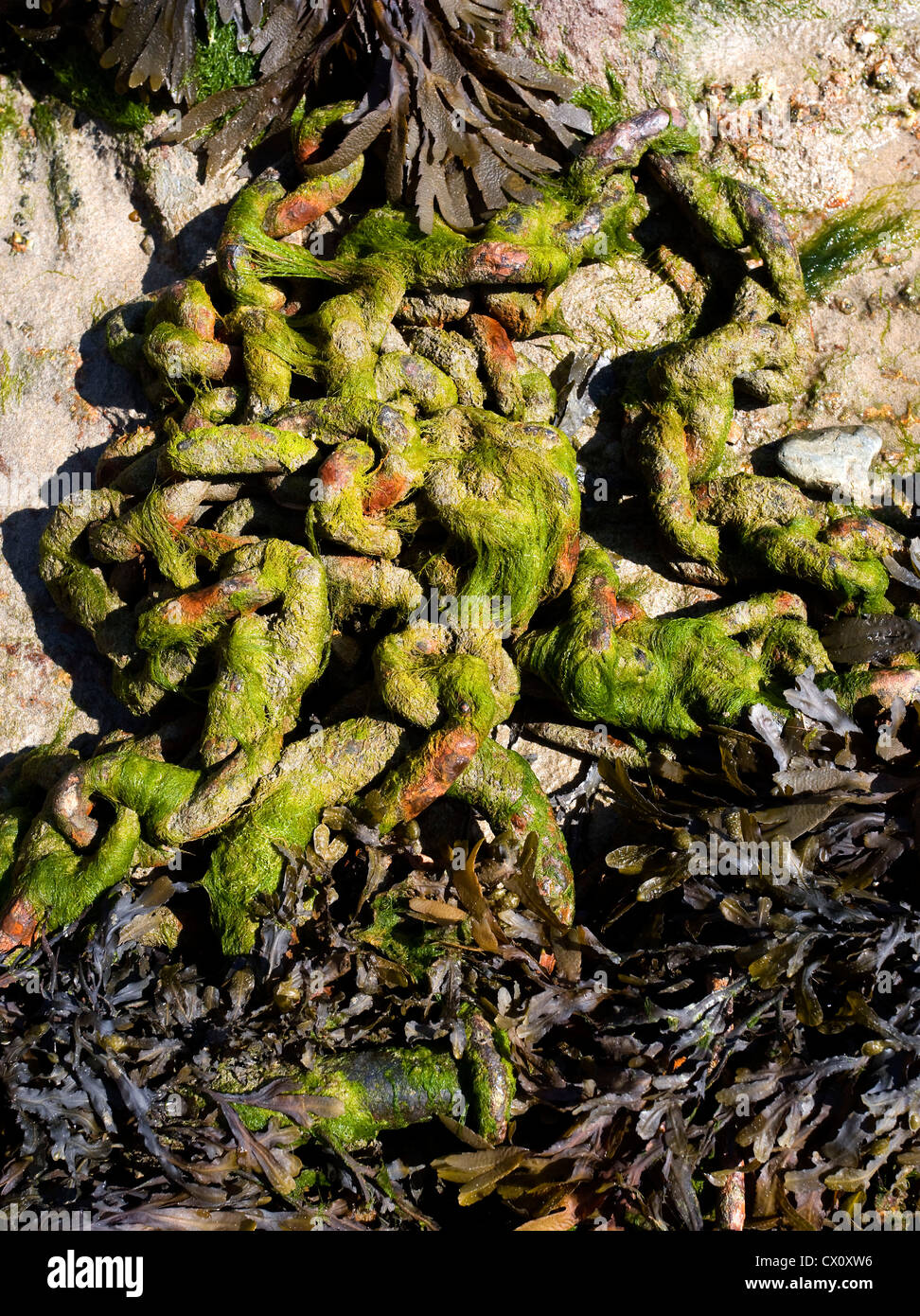 Rusty chains and seaweed on a beach Stock Photo - Alamy