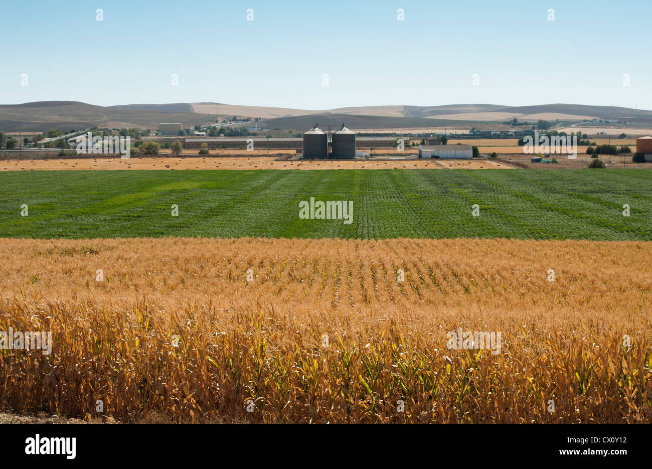 Corn plantation and processing plant factory for grain grind Stock ...