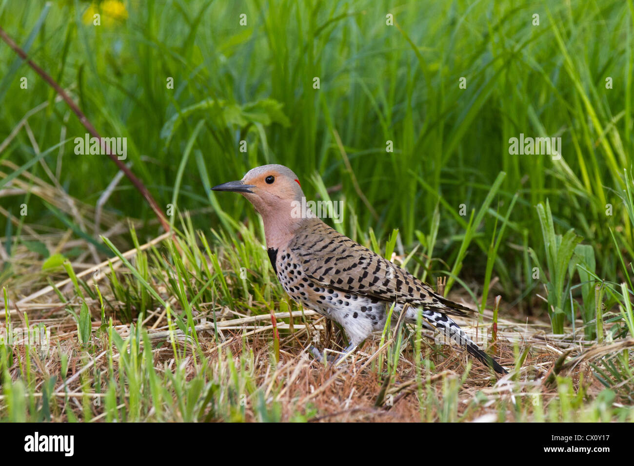 Northern flicker feeding hi-res stock photography and images - Alamy