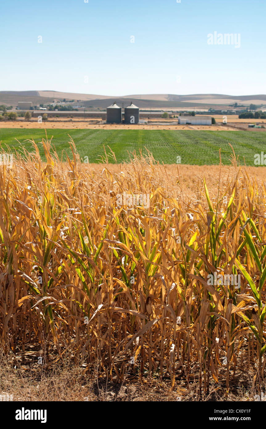Corn plantation and processing plant factory for grain grind Stock ...
