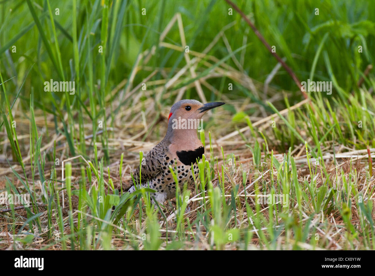 Female northern flicker nest hi-res stock photography and images - Alamy