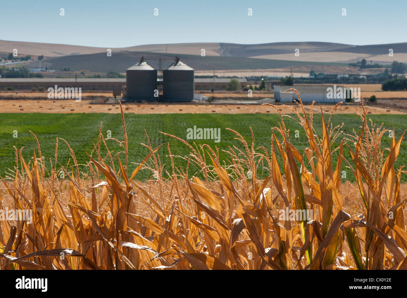 Corn plantation hi-res stock photography and images - Alamy