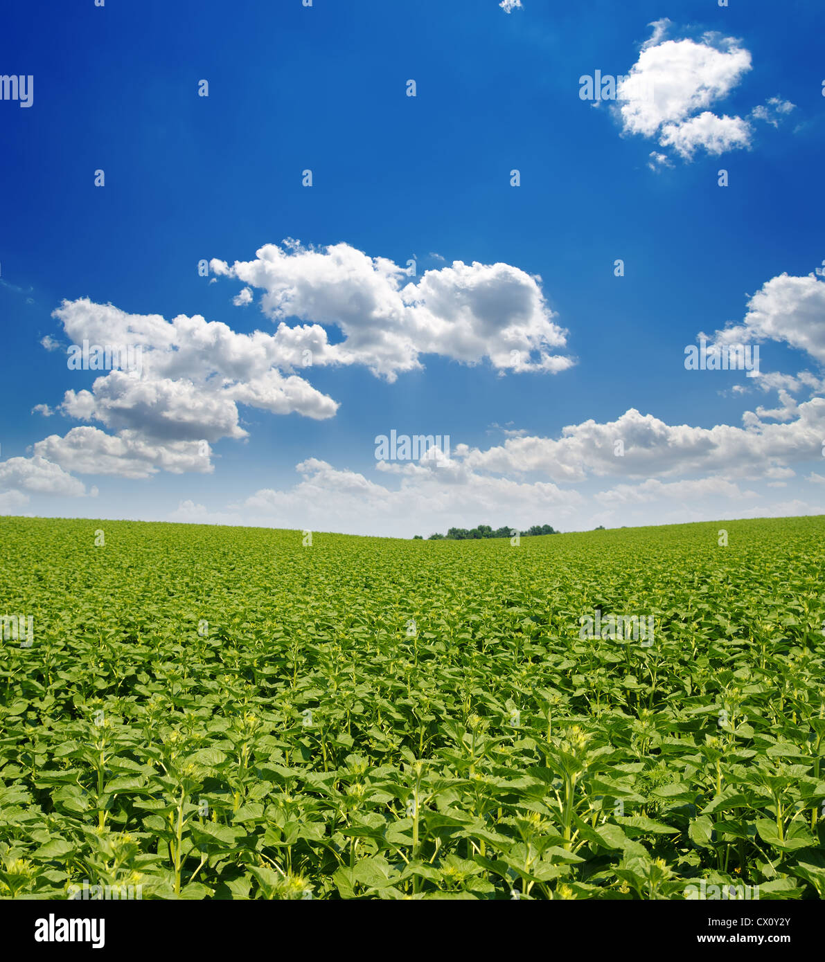 Deep blue sky light clouds hi-res stock photography and images - Alamy