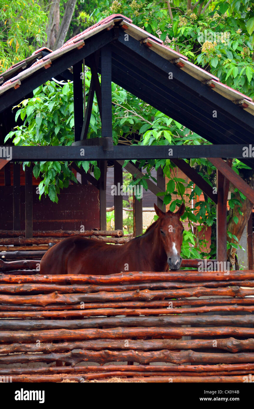 Animal stable hi-res stock photography and images - Alamy
