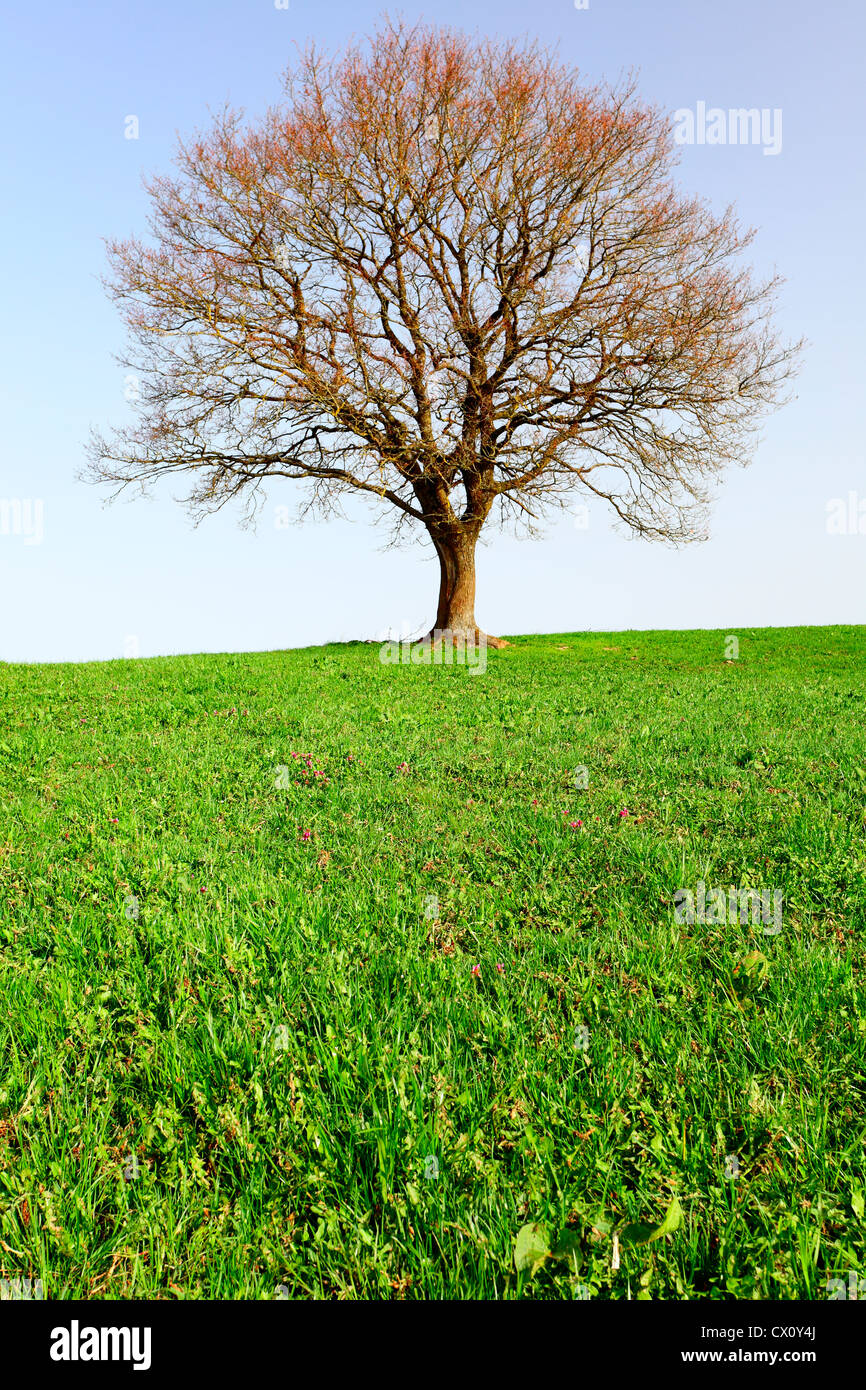 Leafless oak tree hi-res stock photography and images - Alamy