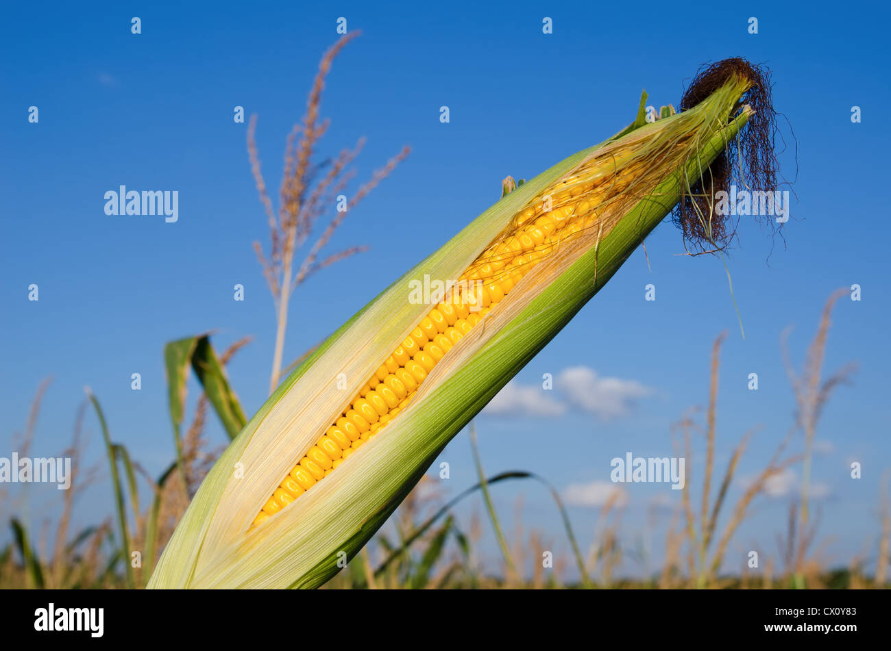fresh raw corn on the cob with husk Stock Photo - Alamy