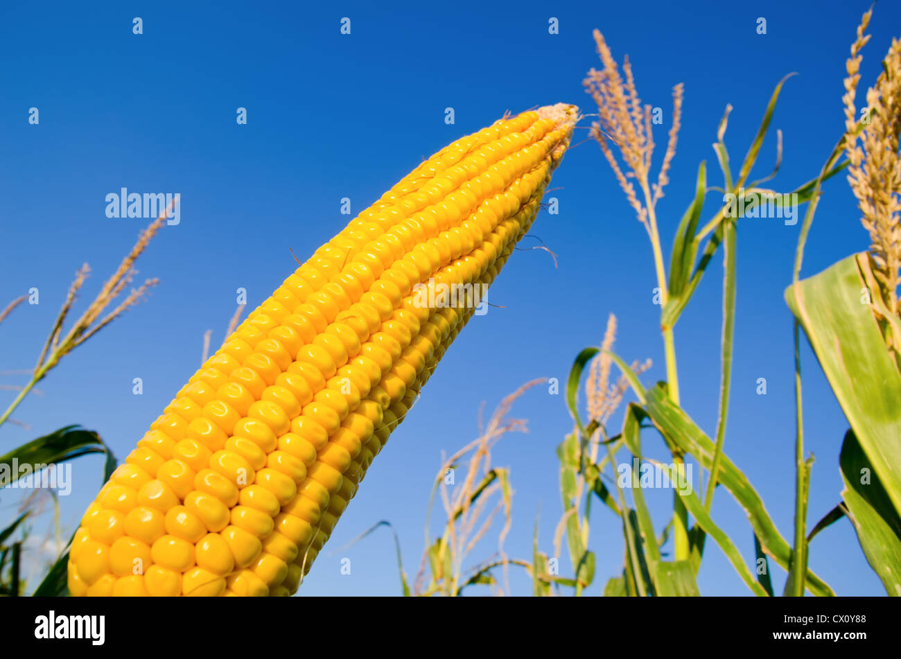 Gold maze hi-res stock photography and images - Alamy