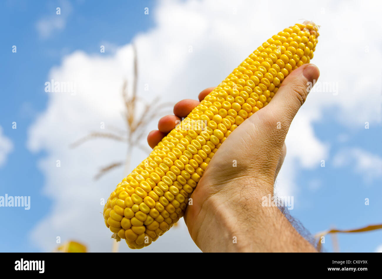 maize in hand Stock Photo - Alamy