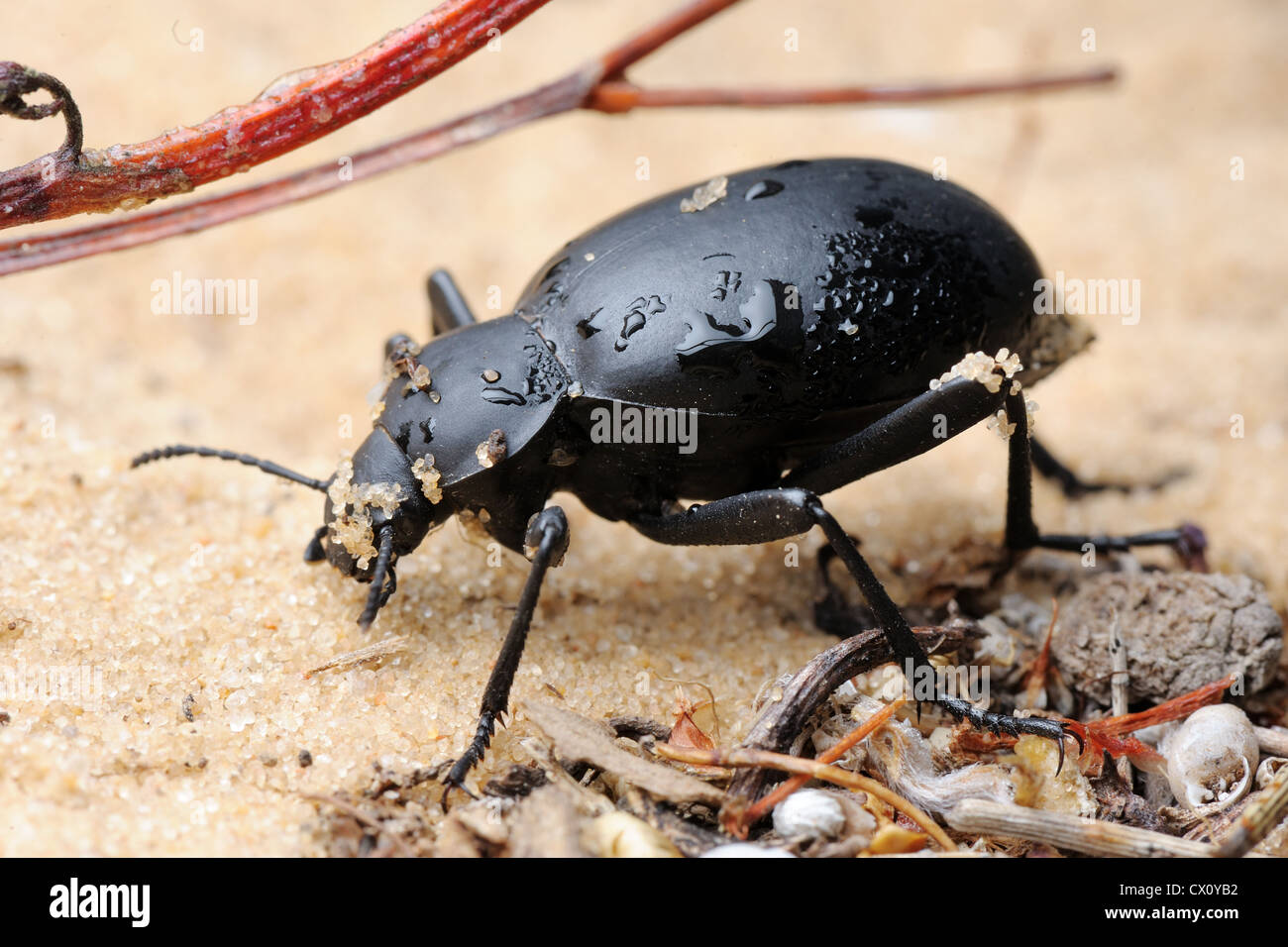 Decomposers Of The Kalahari Desert