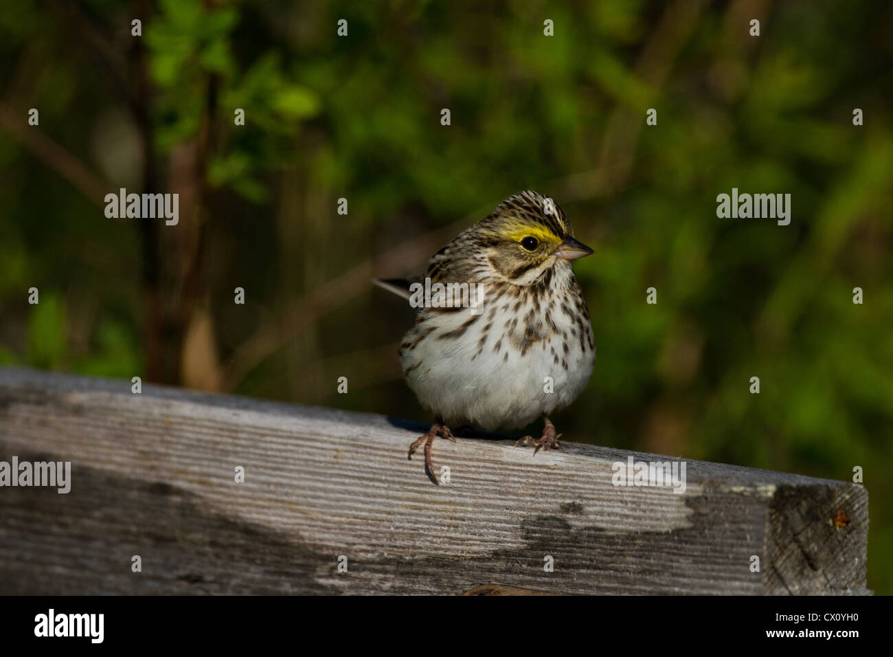 Savannah sparrow in spring Stock Photo - Alamy