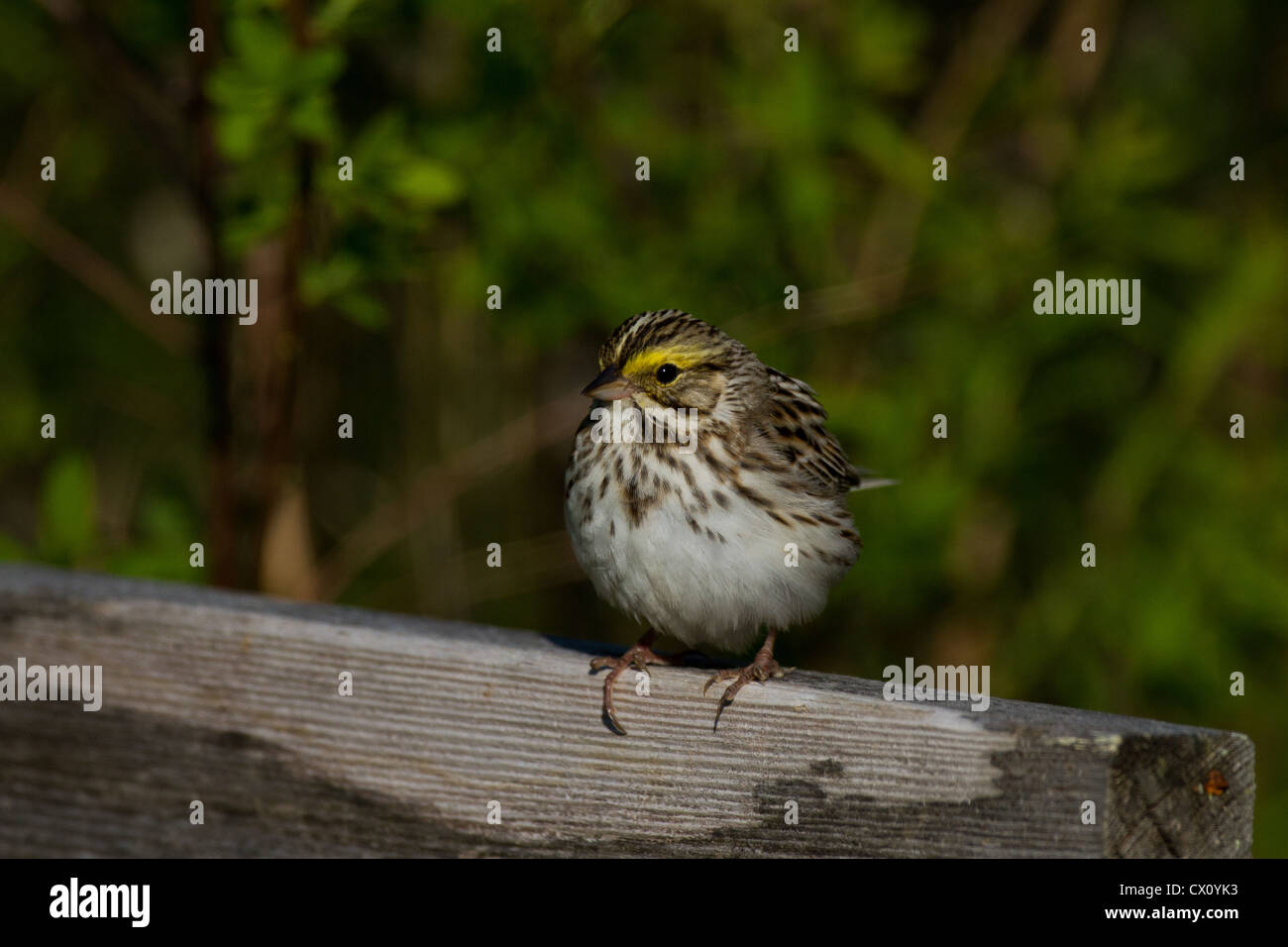 Sparrow spring hi-res stock photography and images - Alamy
