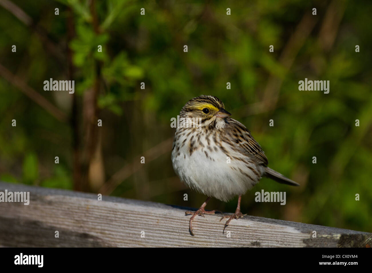 Sparrow spring hi-res stock photography and images - Alamy