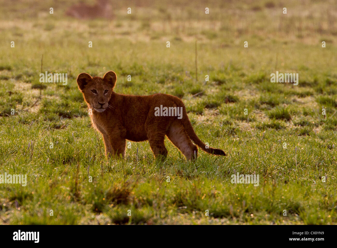 Single lion cub (Panthera leo), Queen Elizabeth National Park, Uganda ...
