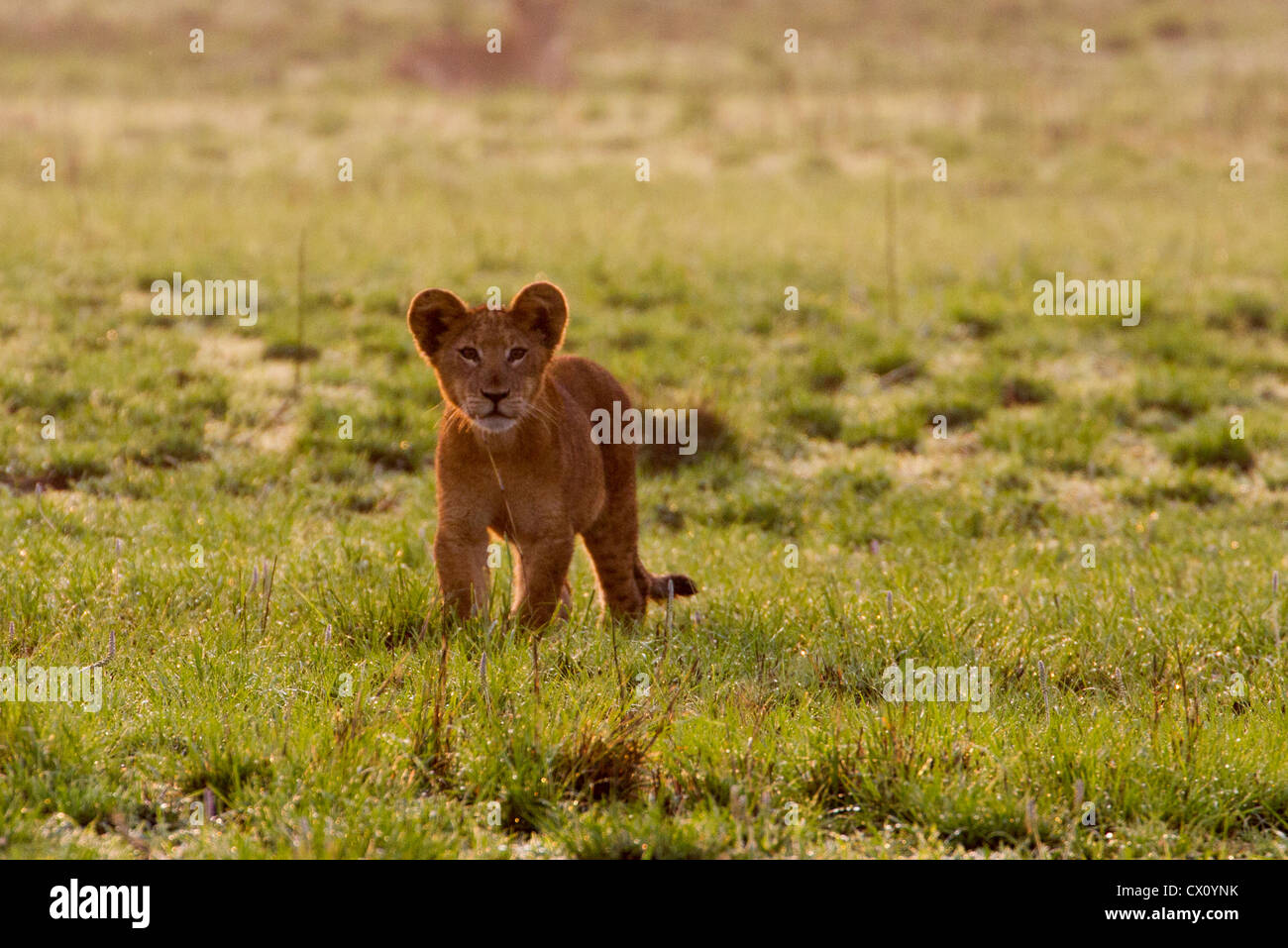 Single lion cub (Panthera leo), Queen Elizabeth National Park, Uganda ...