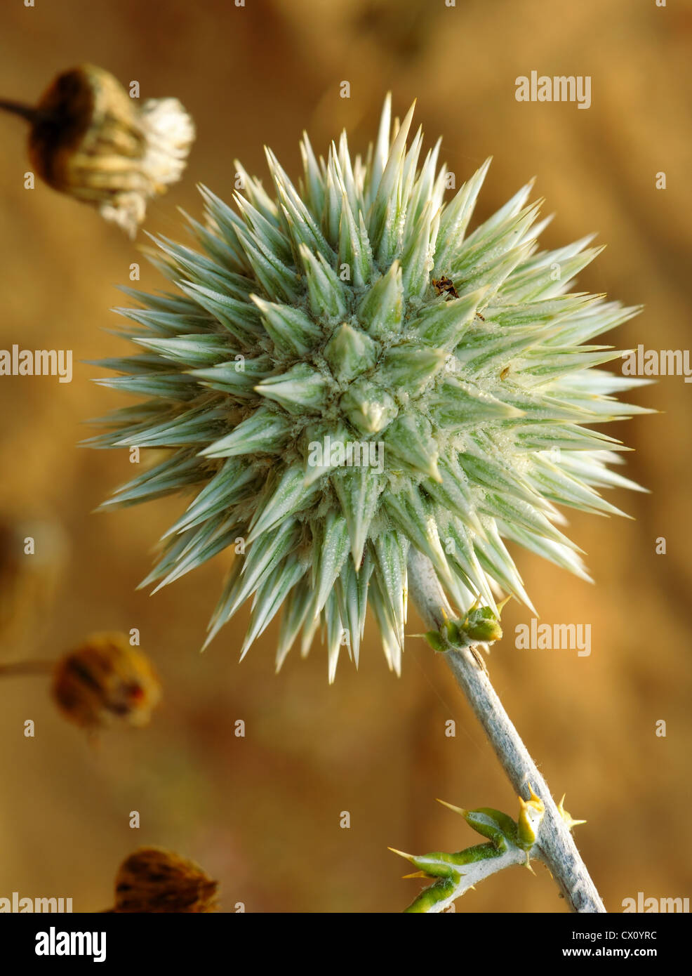 Prickly plant, begin to bloom in May, Israel Stock Photo - Alamy