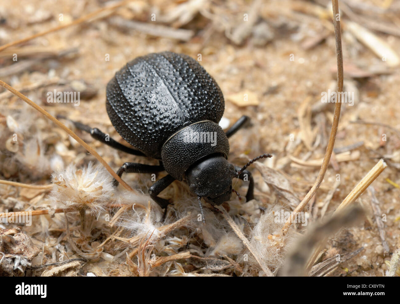 Darkling beetle in the desert, Israel Stock Photo - Alamy