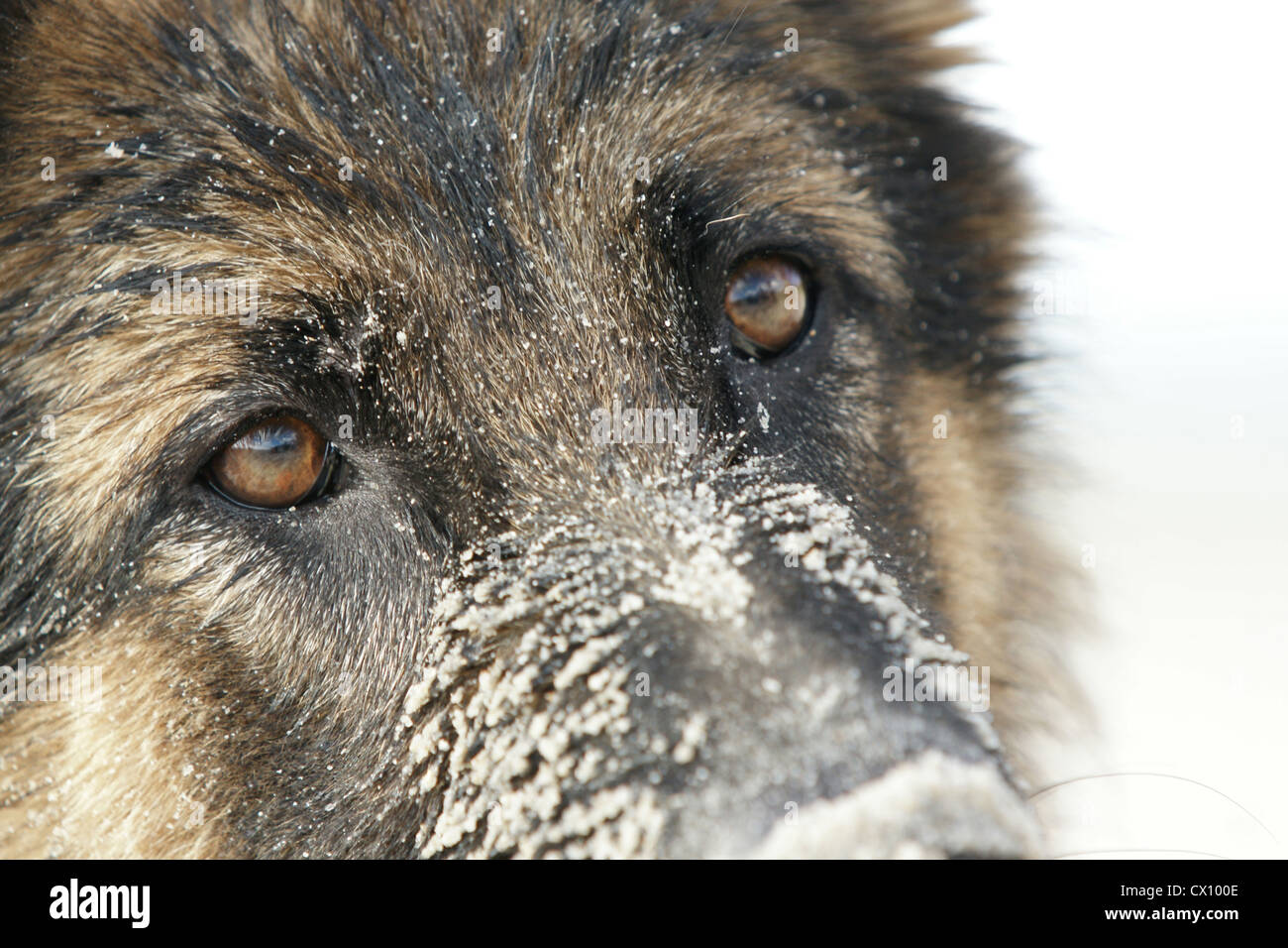 German Shepherd eyes Stock Photo - Alamy