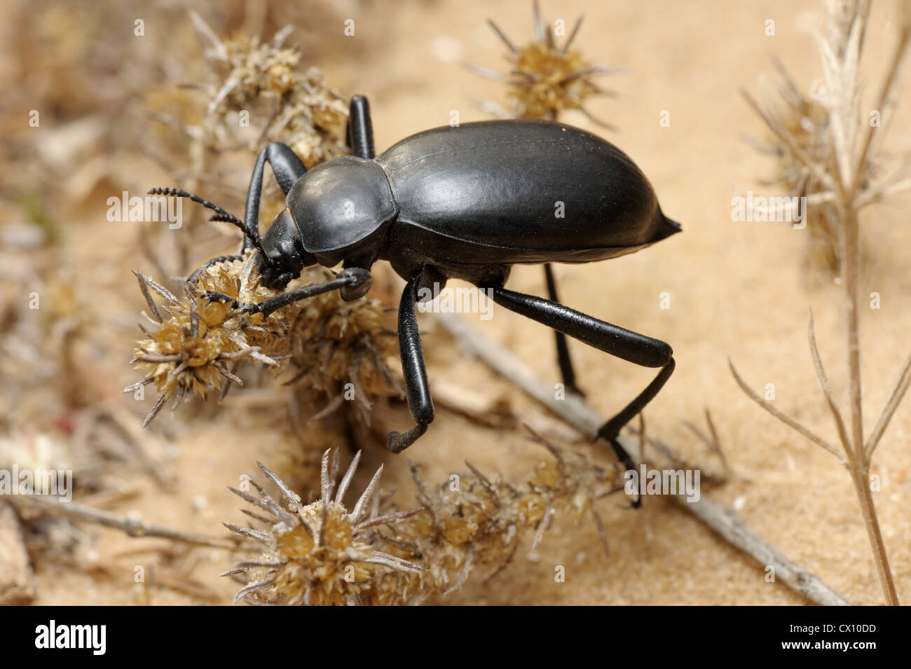 Darkling beetle in the desert, Israel Stock Photo - Alamy