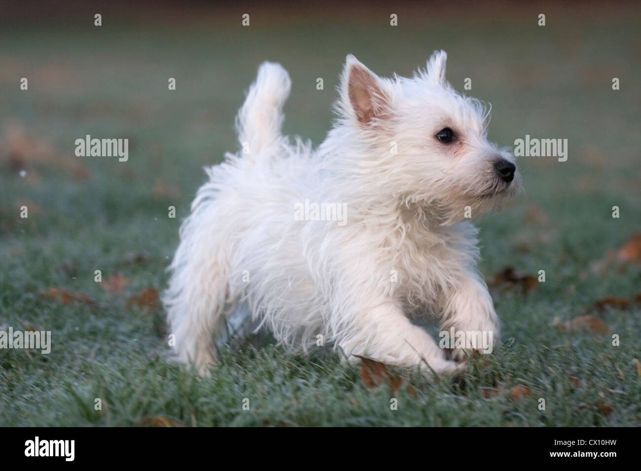 running Westie puppy Stock Photo - Alamy
