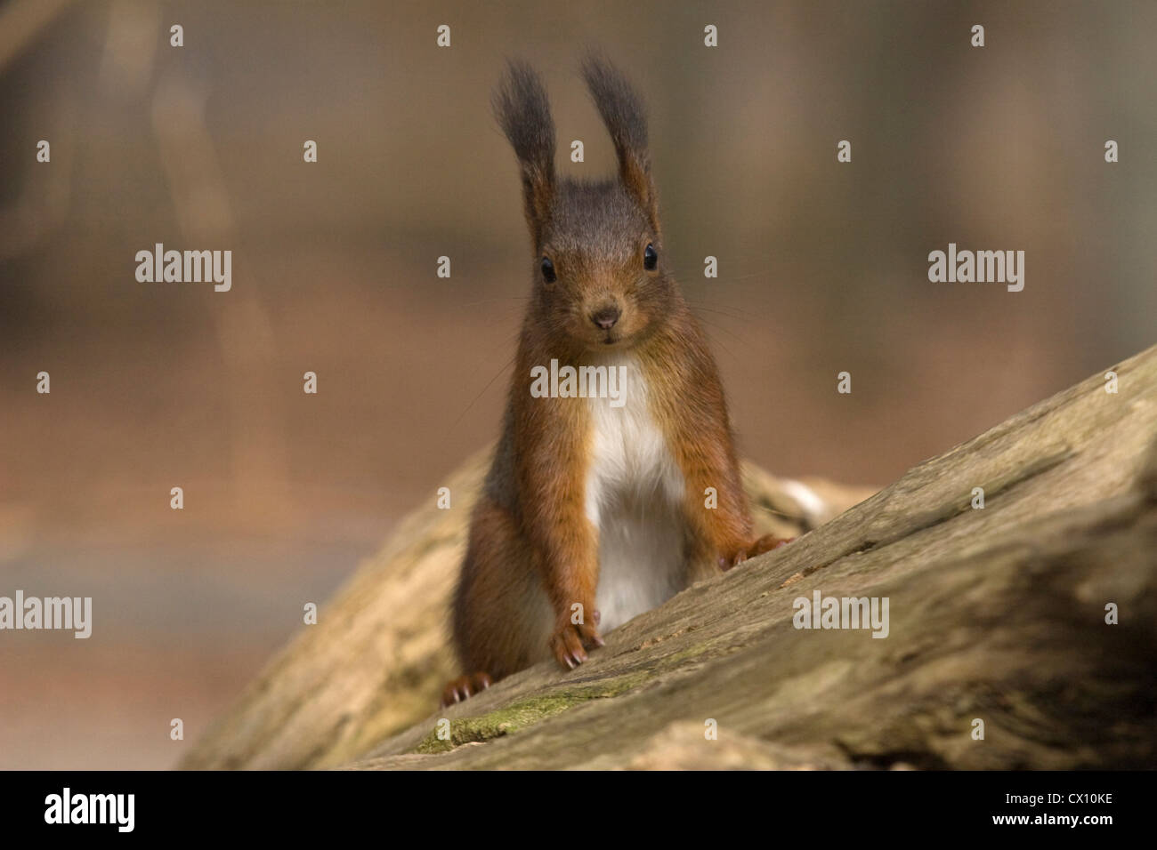 Squirrels eye hi-res stock photography and images - Alamy