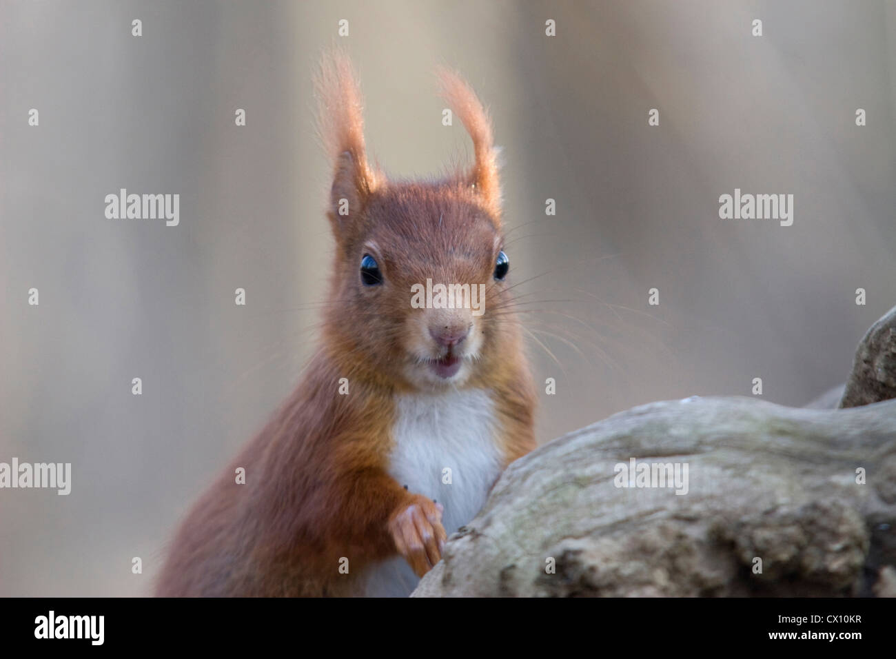 Squirrels eye hi-res stock photography and images - Alamy
