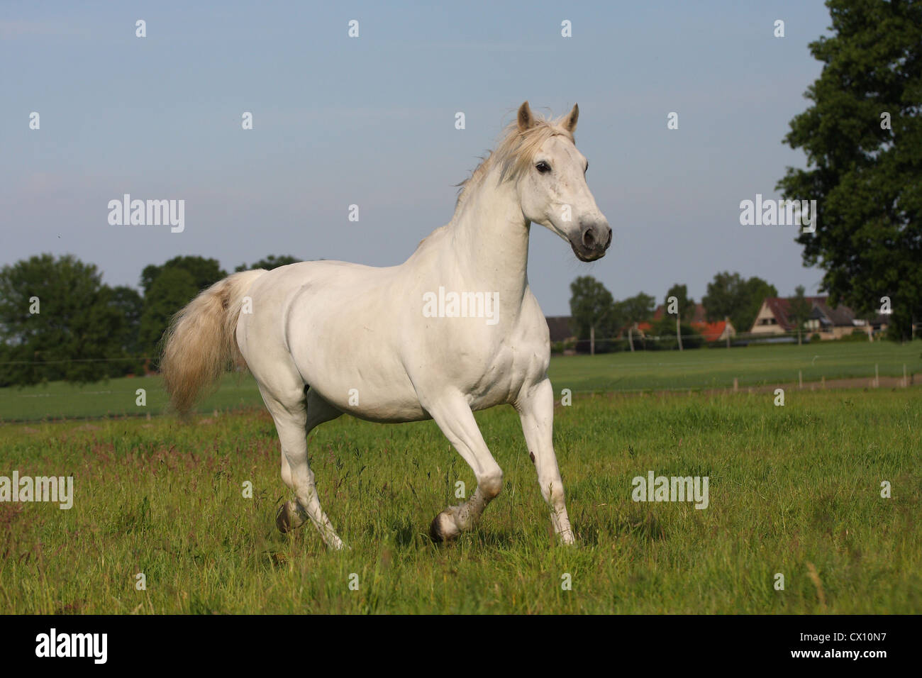 Andalusian arabian cross hi-res stock photography and images - Alamy