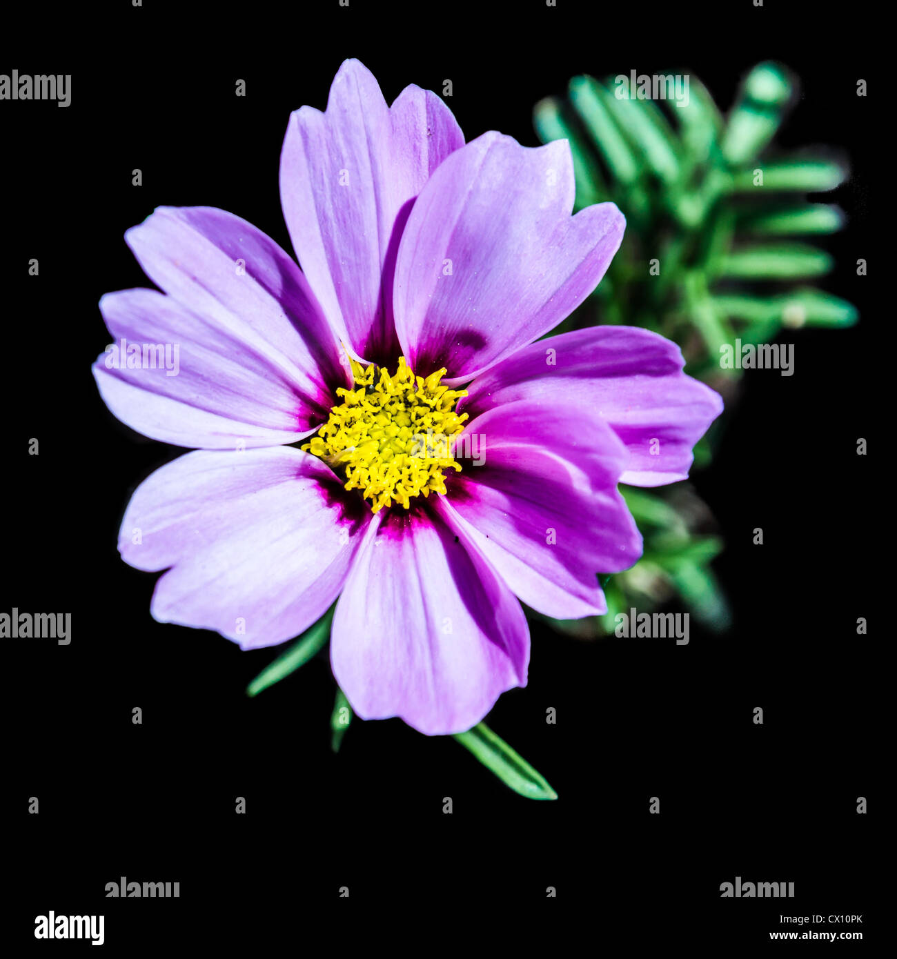 Cosmos flower hi-res stock photography and images - Alamy