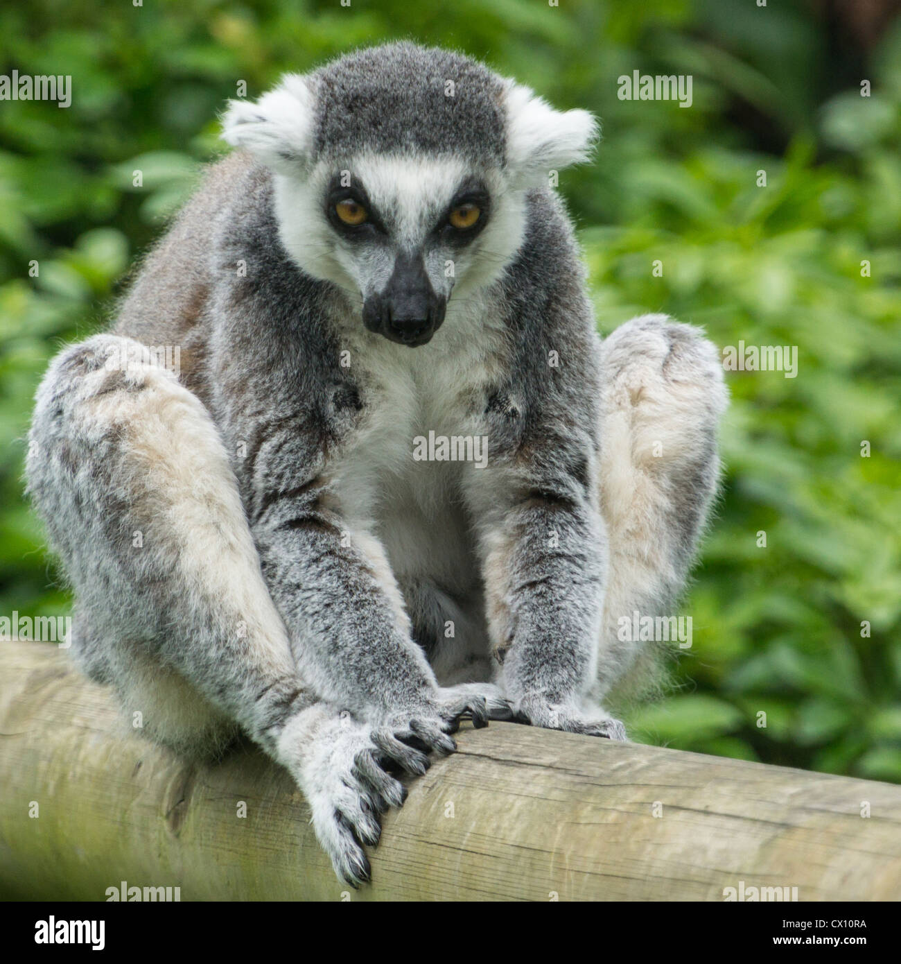 A ring tailed lemur gives a very mean stare while sitting on a log ...