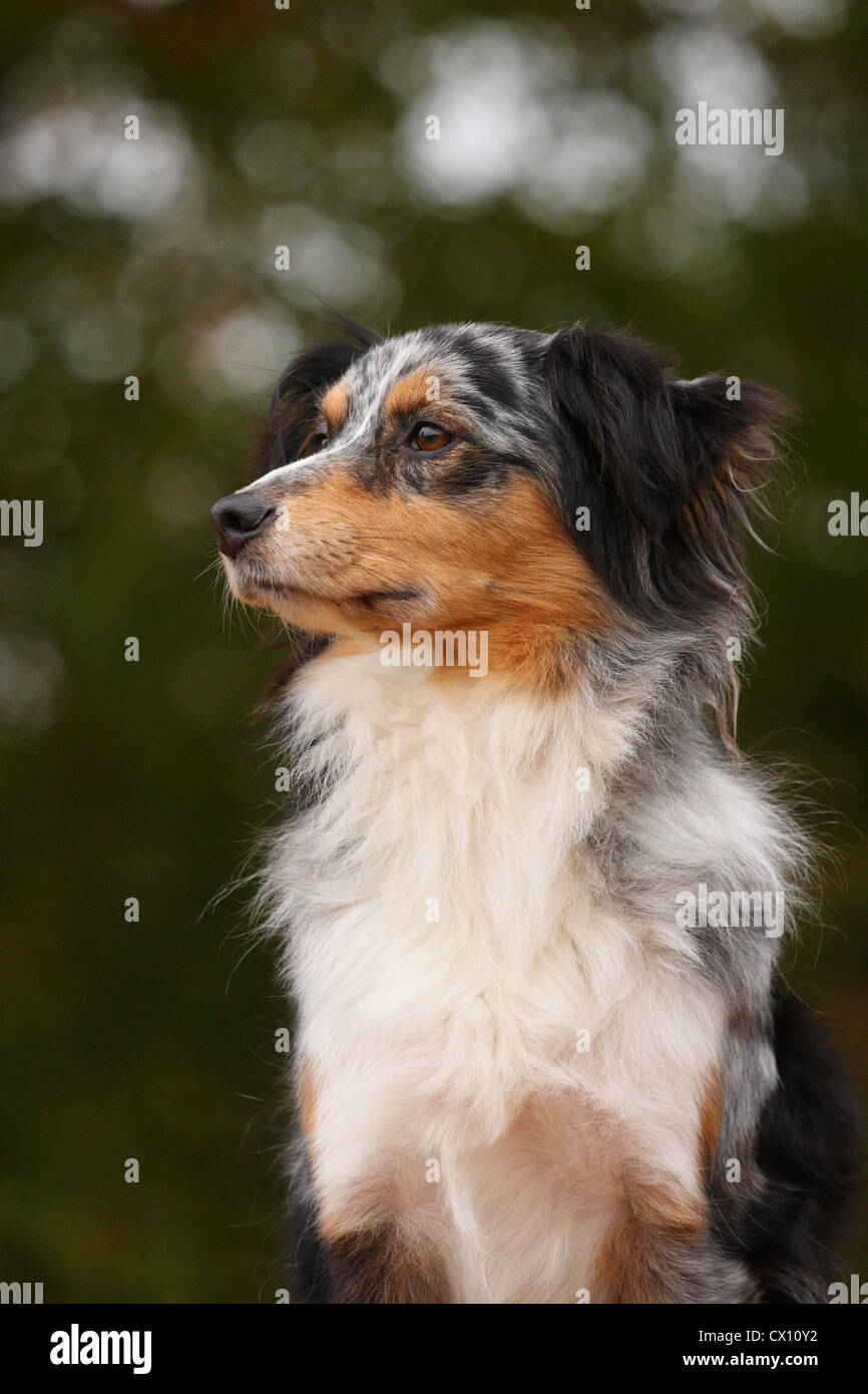 Australian Shepherd Portrait Stock Photo - Alamy