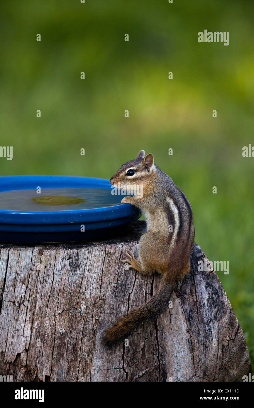 Thirsty chipmunk hi-res stock photography and images - Alamy