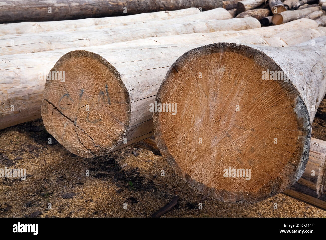 Pine tree circle hi-res stock photography and images - Alamy