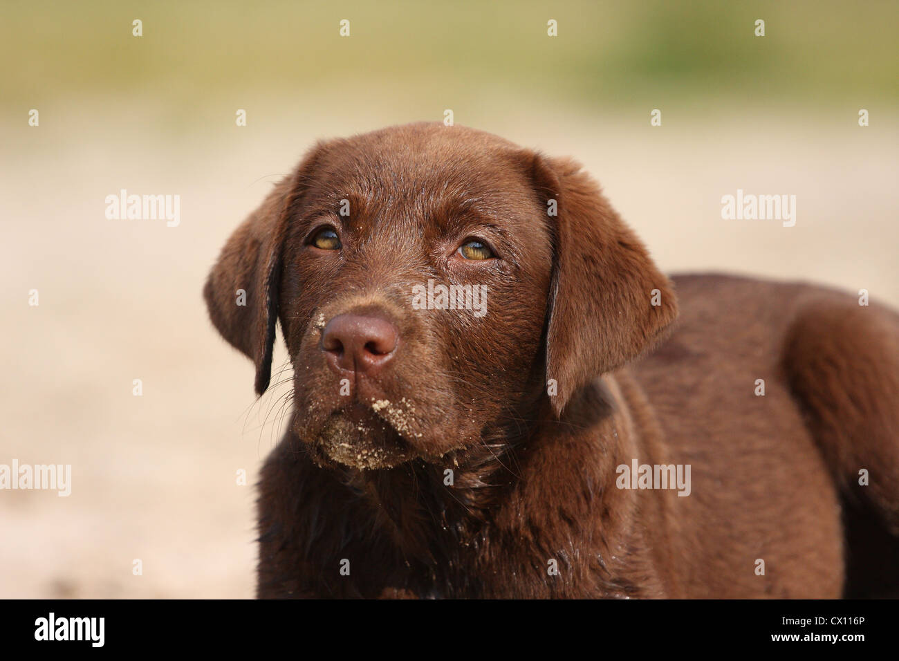 Labrador Retriever puppy Stock Photo - Alamy