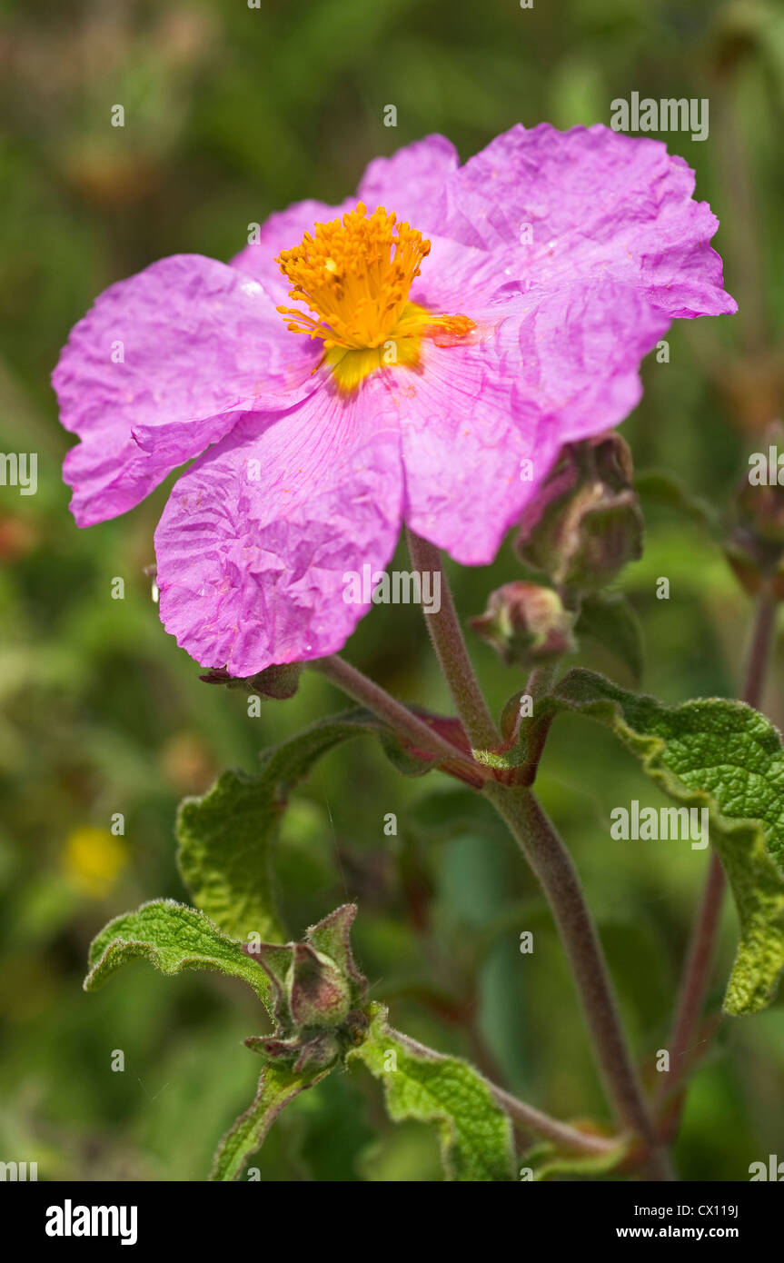 Rockroses hi-res stock photography and images - Alamy