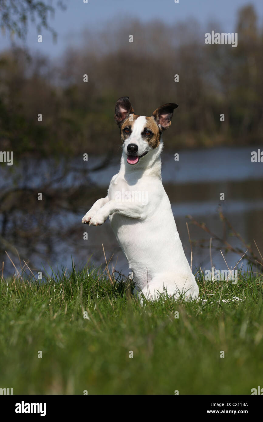 Jack Russell Terrier shows trick Stock Photo - Alamy