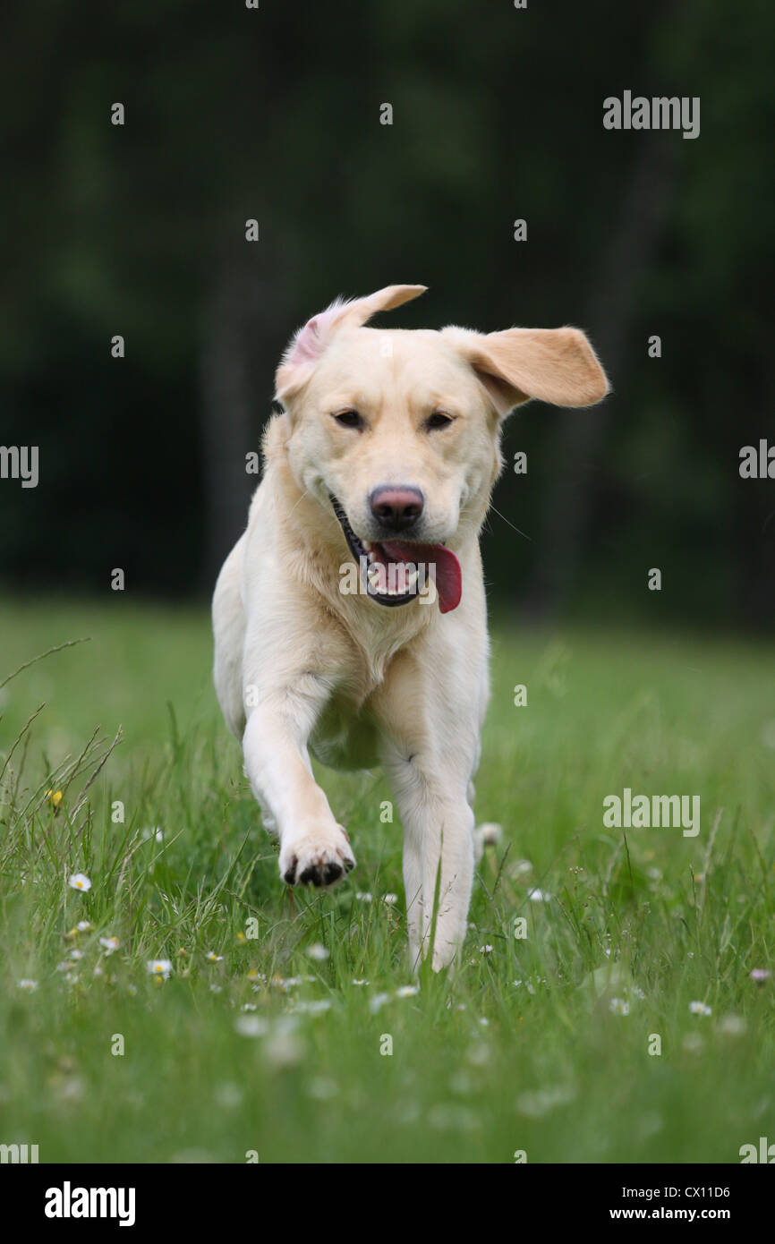 running Labrador Retriever Stock Photo - Alamy