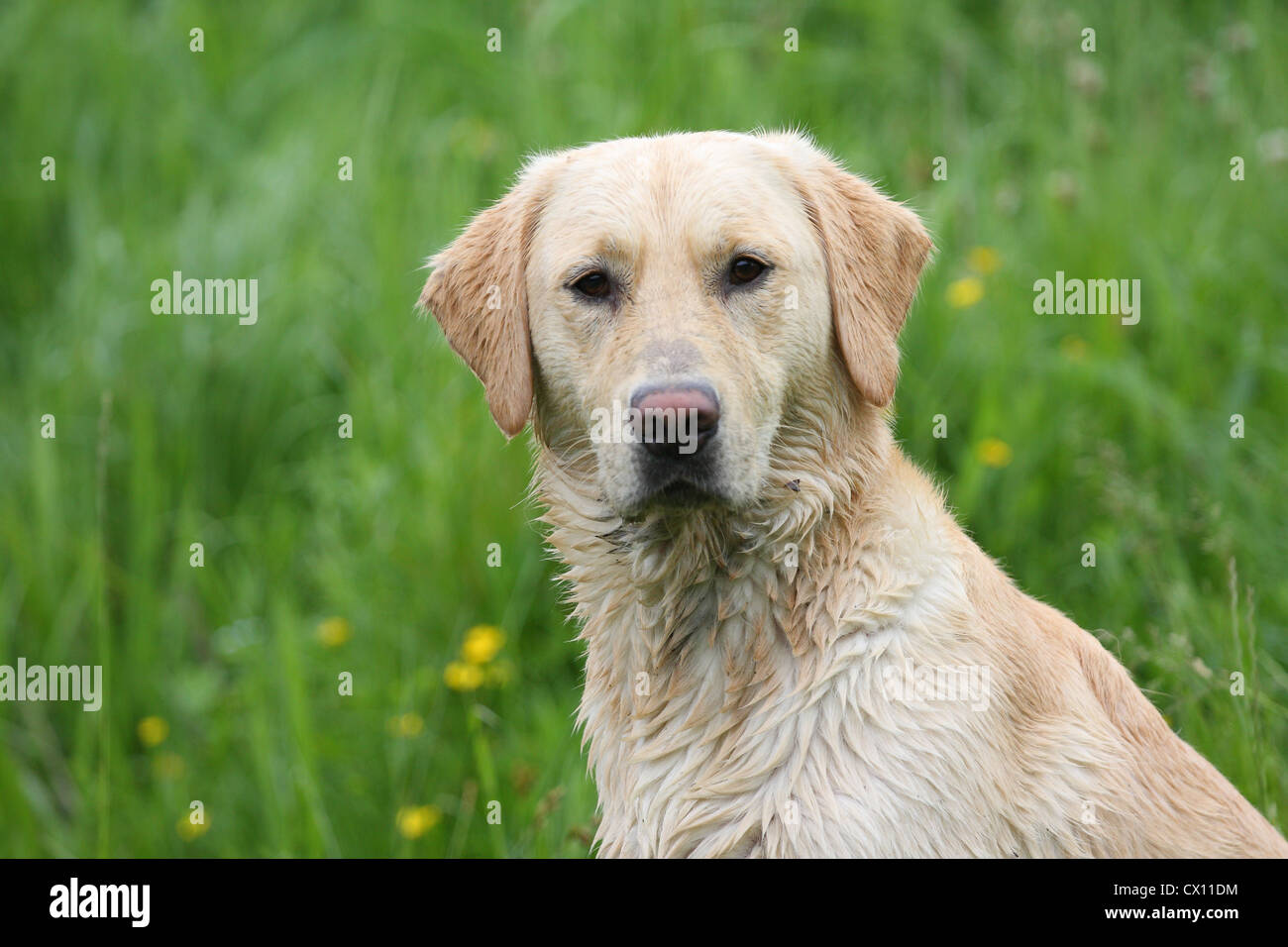 Labrador Retriever Portrait Stock Photo - Alamy
