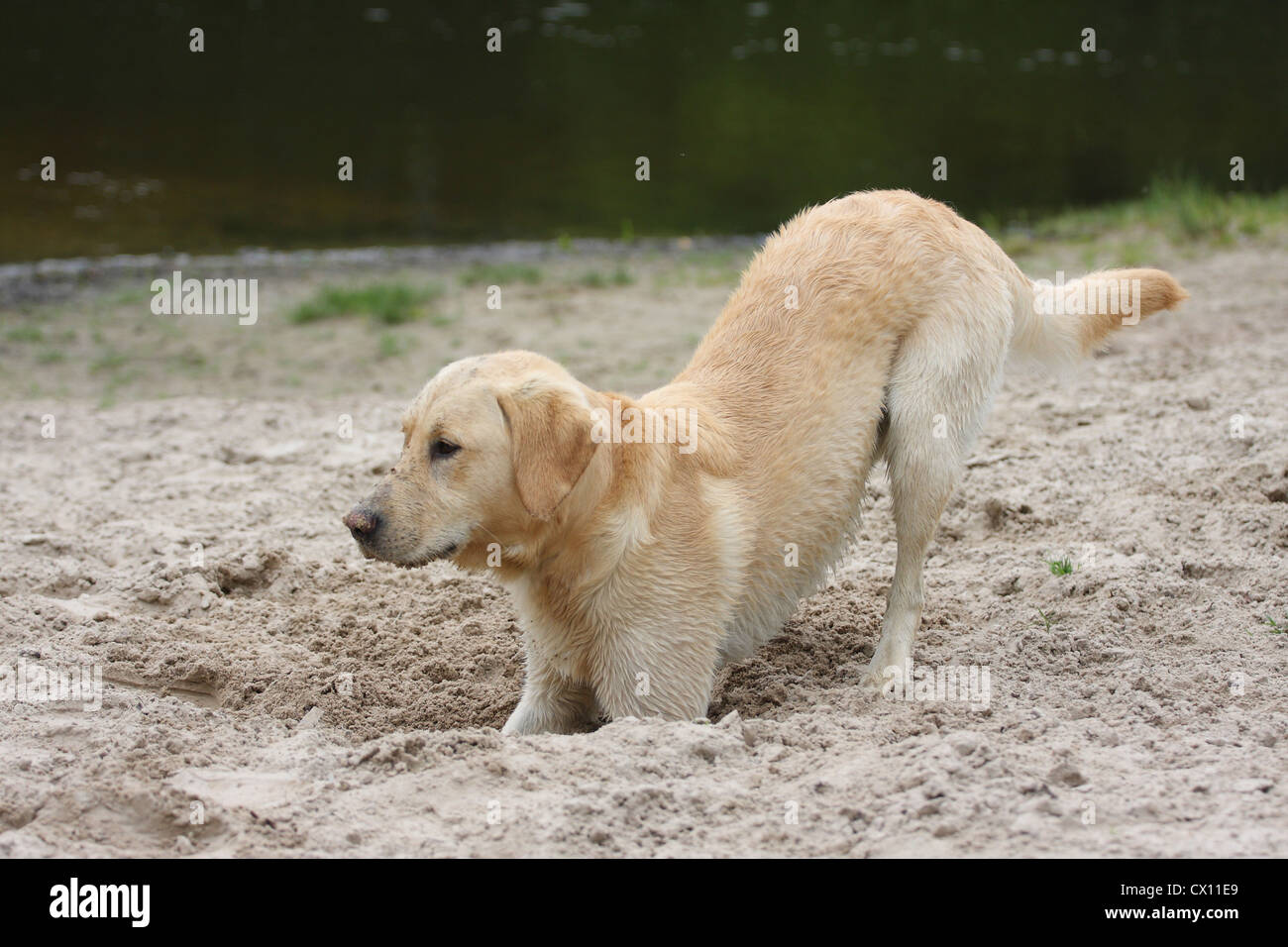 digging Labrador Retriever Stock Photo - Alamy