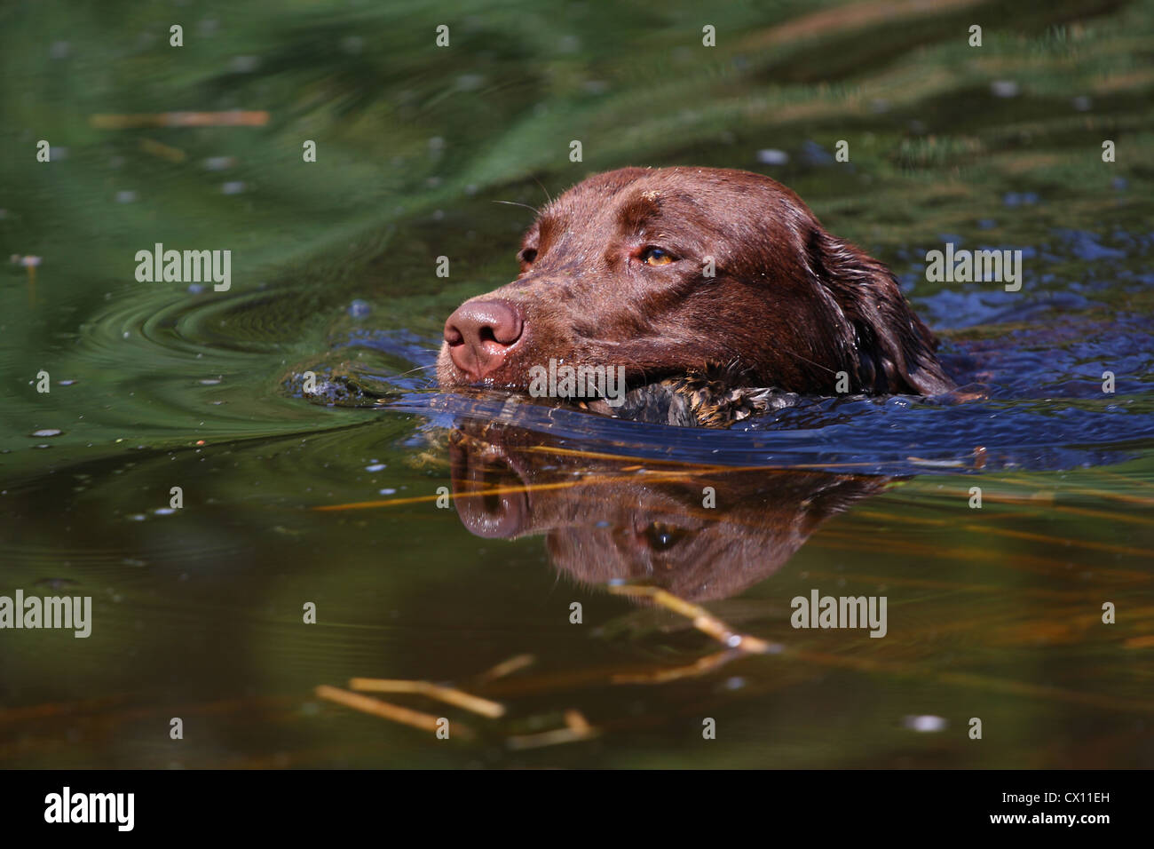 Labrador Retriever retrieves duck Stock Photo - Alamy