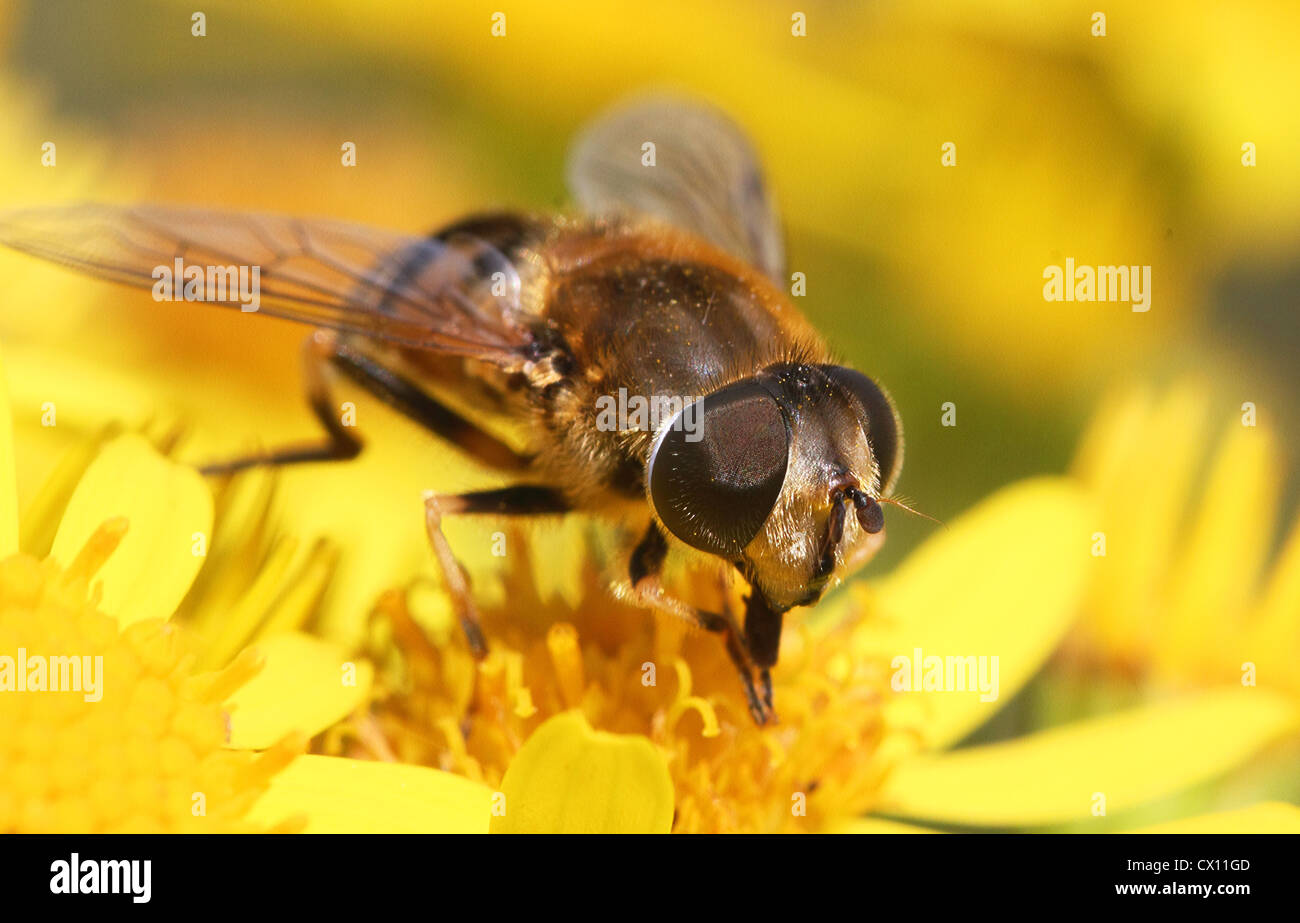 Common banded hoverfly hi-res stock photography and images - Alamy
