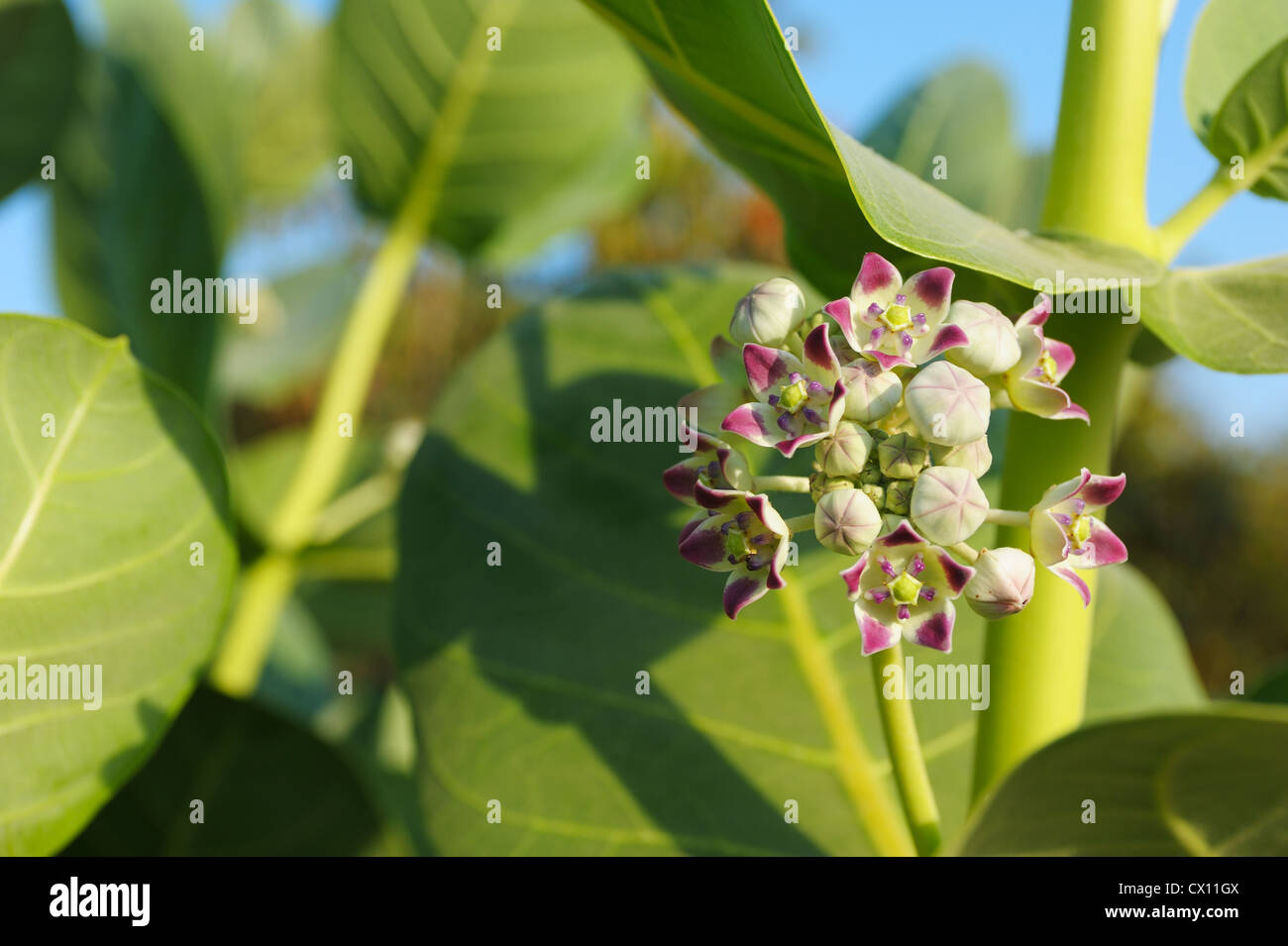 Apple of sodom hi-res stock photography and images - Alamy