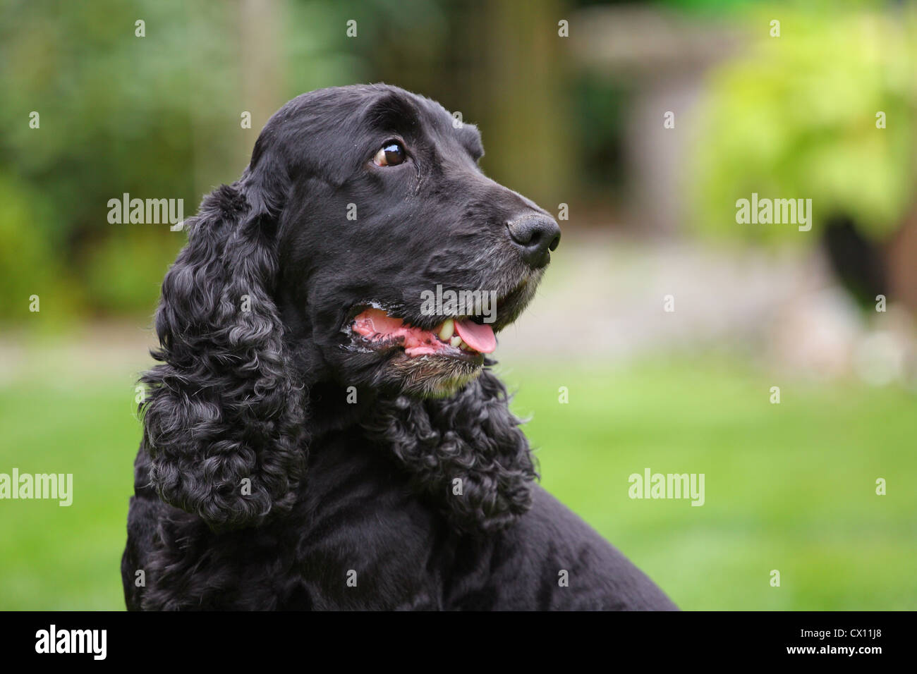 English Cocker Spaniel Portrait Stock Photo - Alamy
