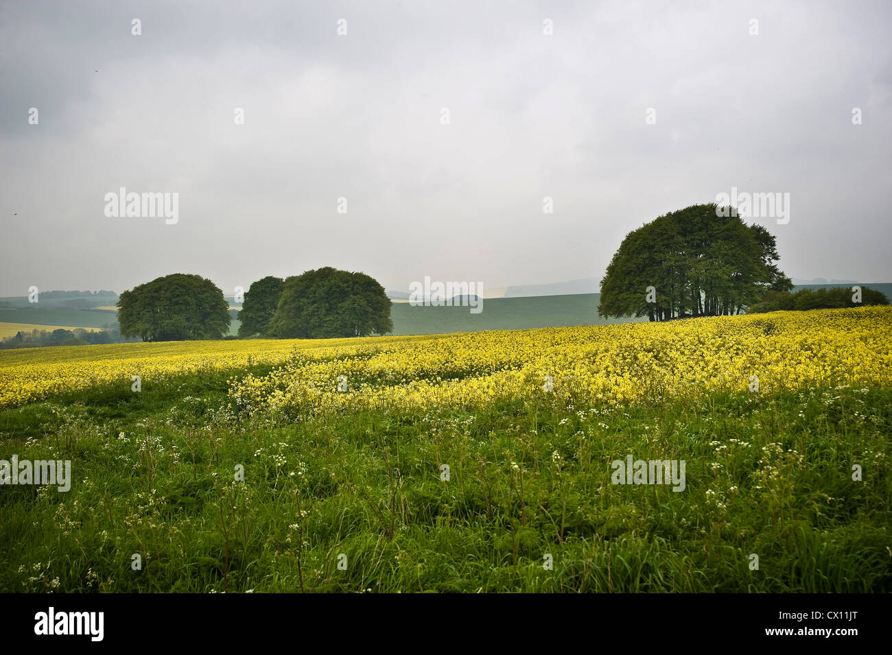 View from The Ridgeway Long Distance Path at The Sanctuary, Overton ...