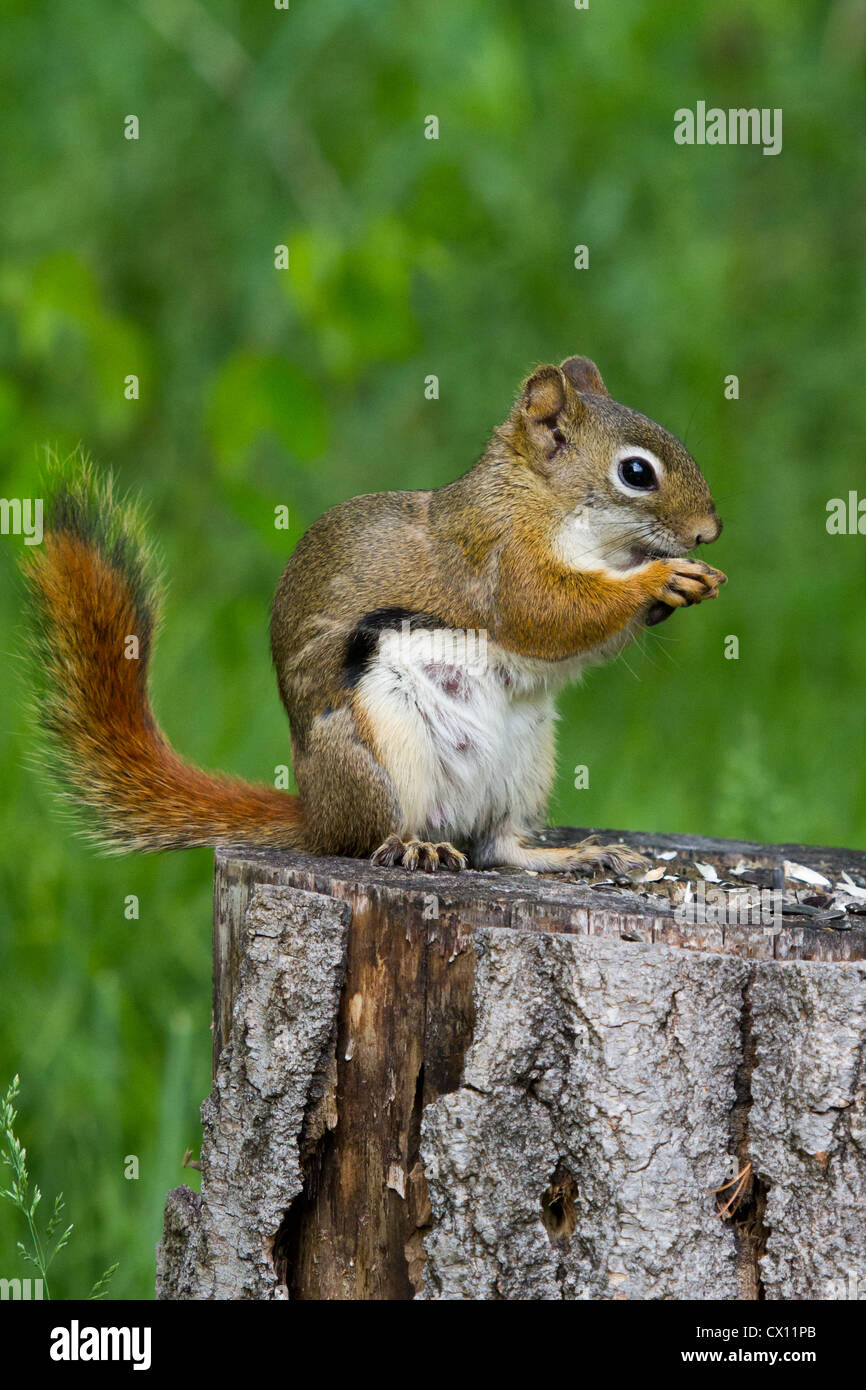 Wisconsin red squirrel hi-res stock photography and images - Alamy