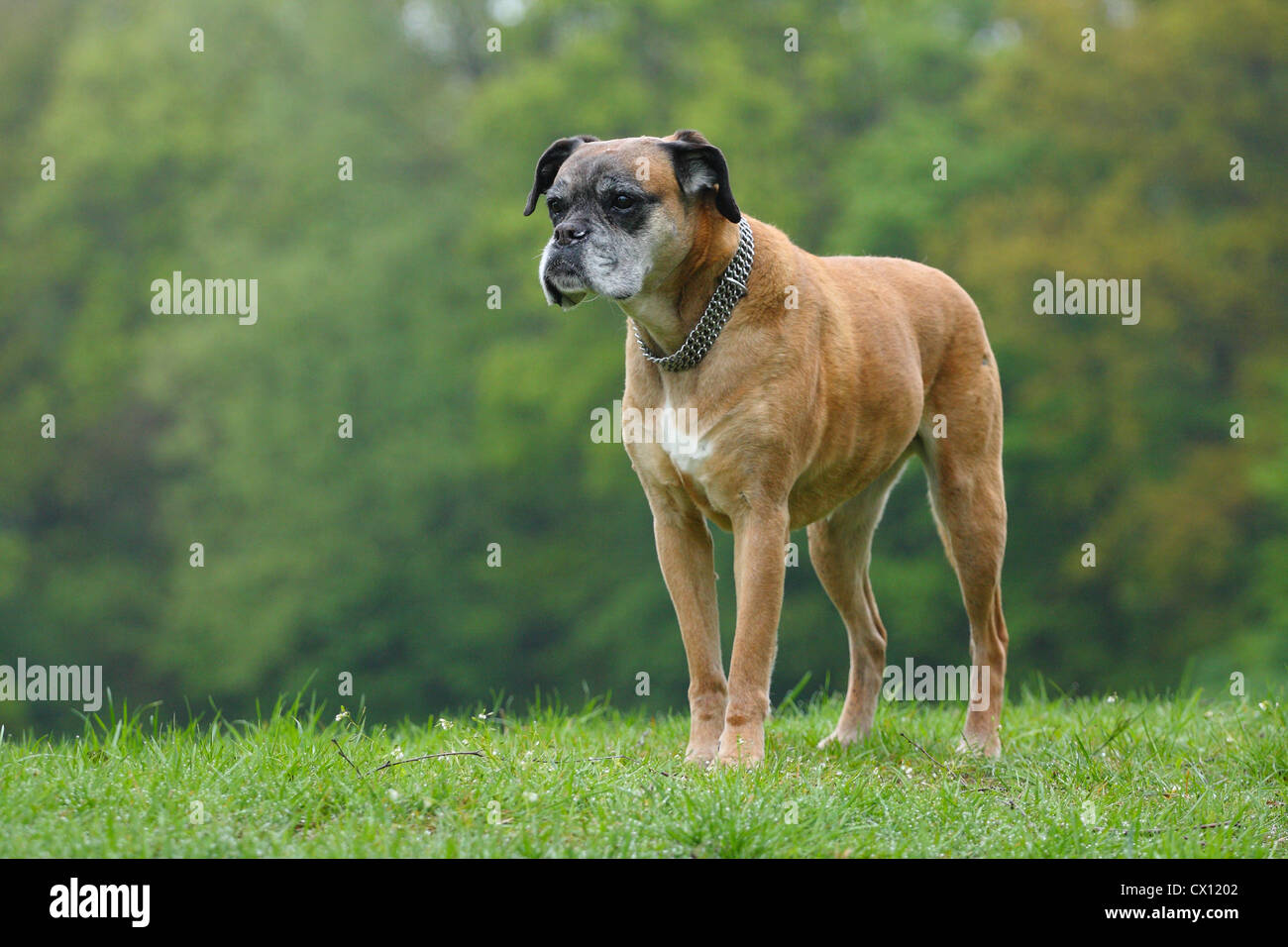 old German Boxer Stock Photo - Alamy