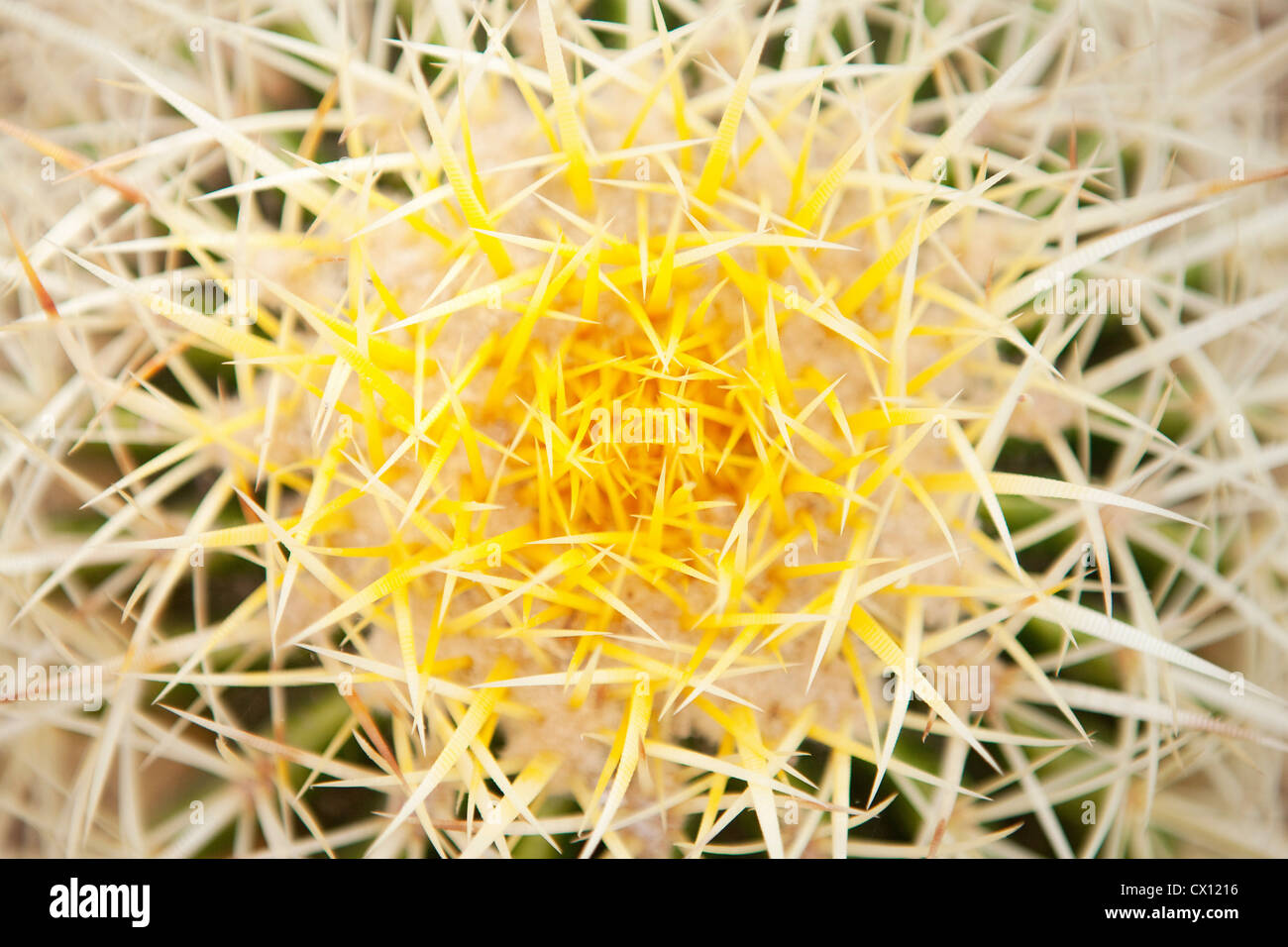 Close up of cactus Stock Photo - Alamy