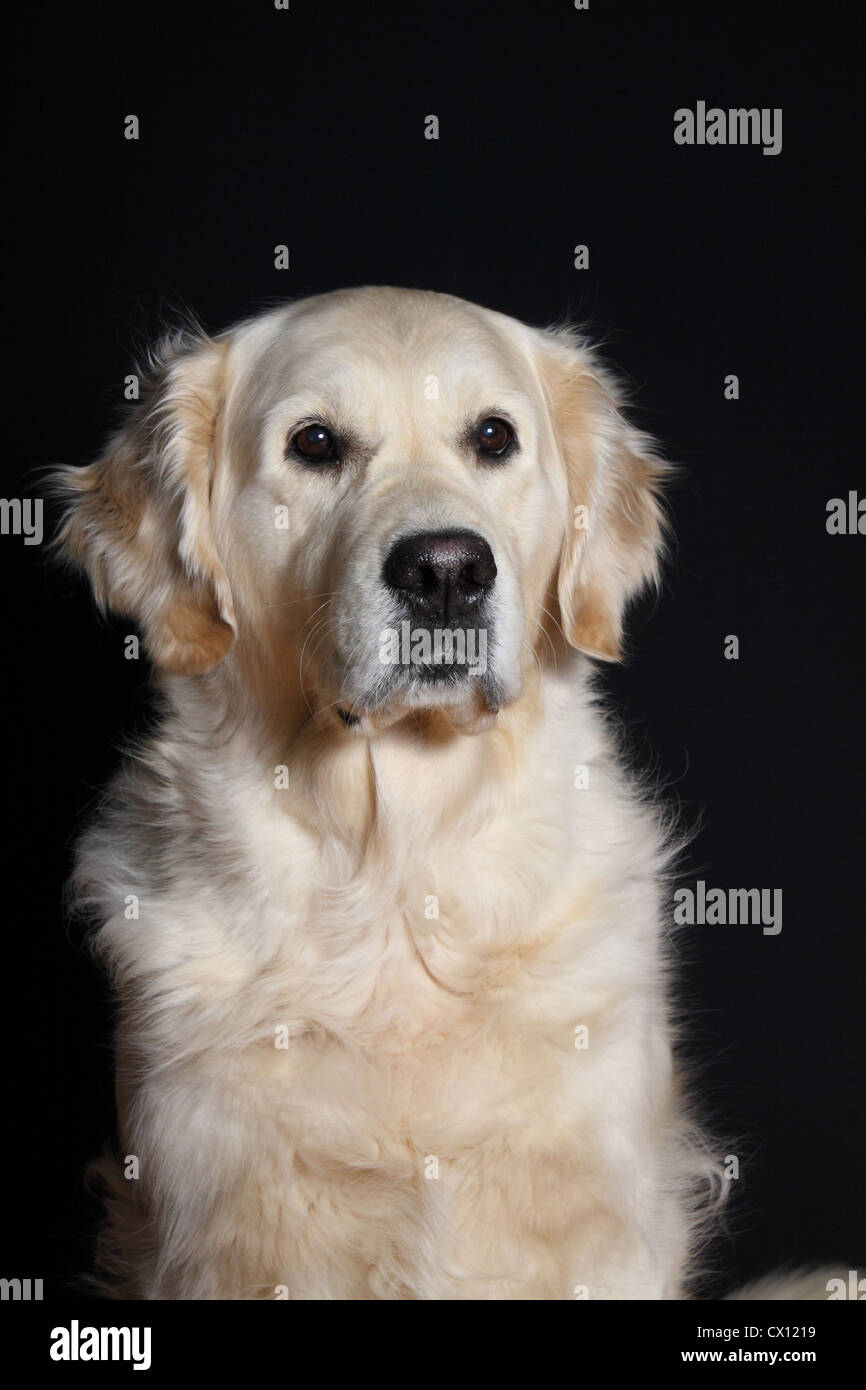 Golden Retriever Portrait Stock Photo - Alamy